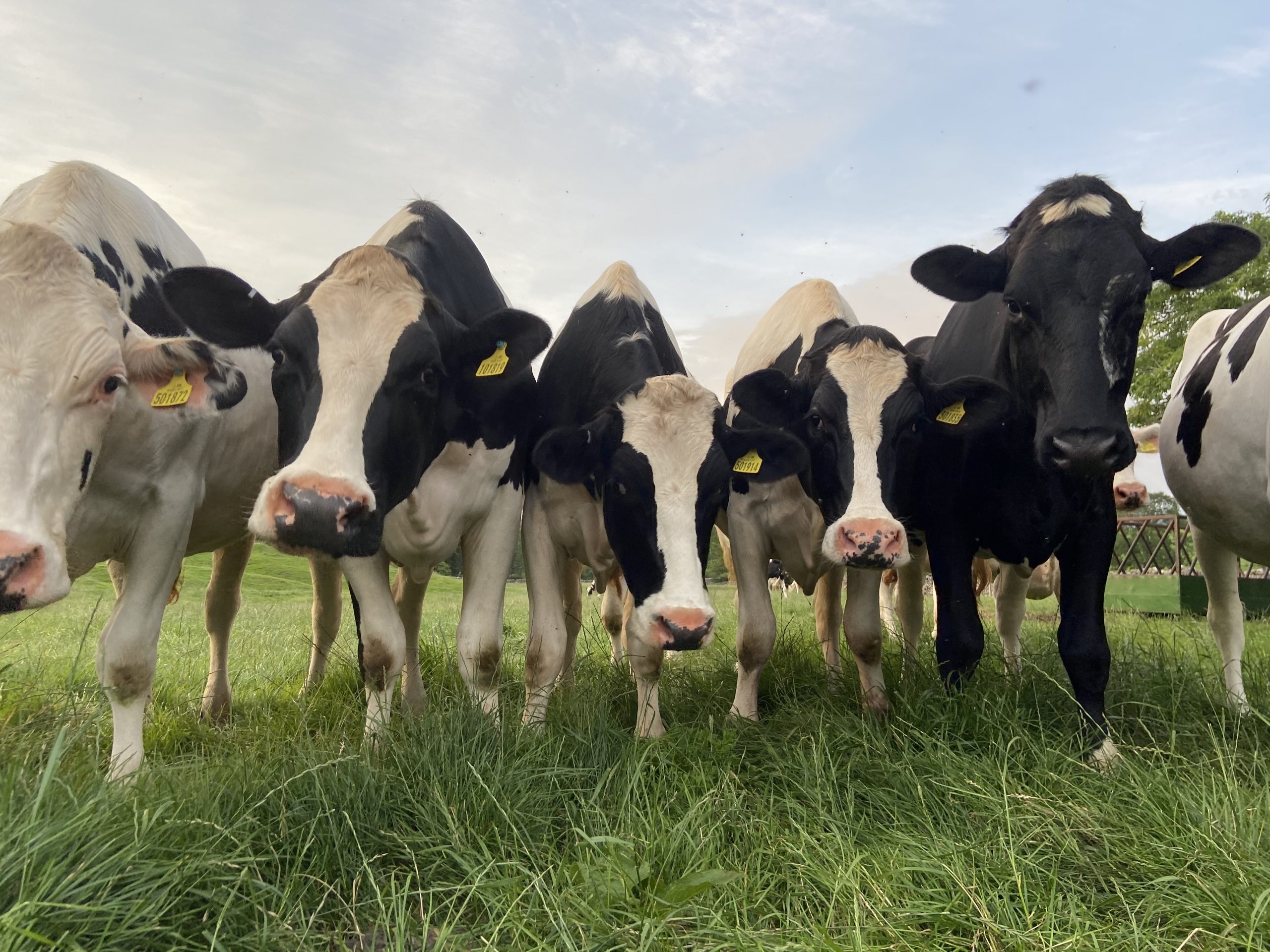 Farming diary - Armitstead Barnett